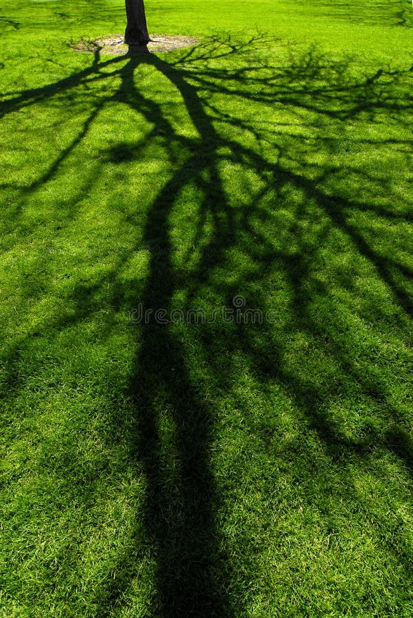 Great tree shadow stock photo. Image of cast, colour - 25908402