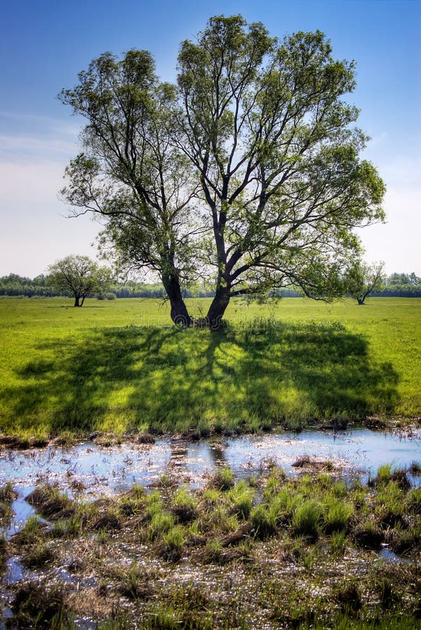 Tree with shadow stock image. Image of sunny, nature, beautiful - 5159705