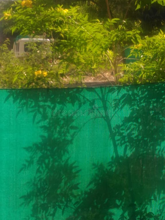 Tree shadow stock photo. Image of green, shadow, tree - 89037946