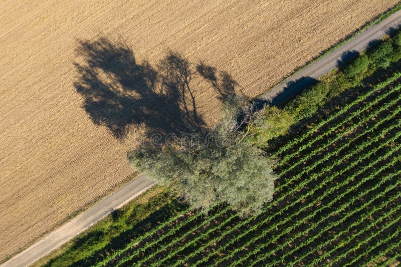 Tree with Shadow from Above Stock Image - Image of natural, agriculture ...