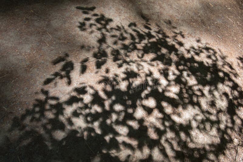 Tree Shadow Along the Trail Stock Photo - Image of city, mission: 190082708