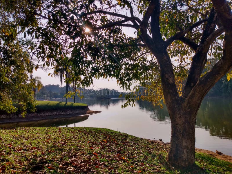On the Tree Shadow Aside the Lake Stock Photo - Image of lake, green ...