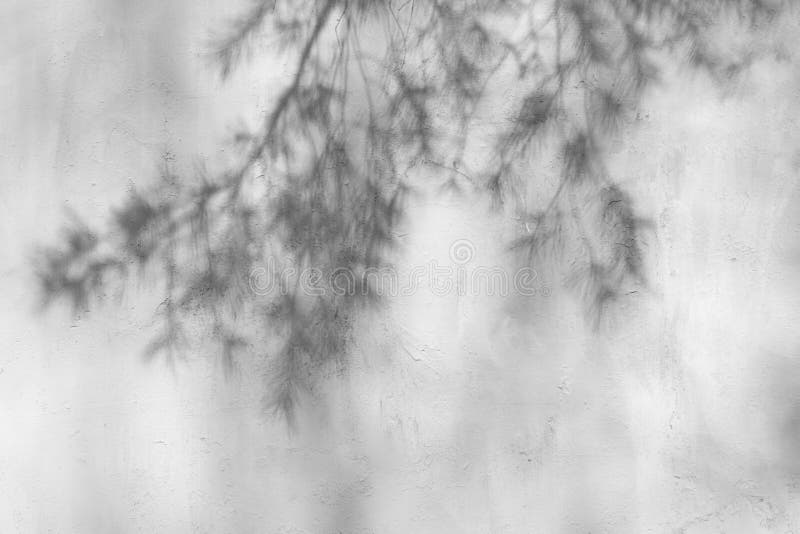 Tree Shadow Background and Branches and Leaves Pattern on White Dirty ...