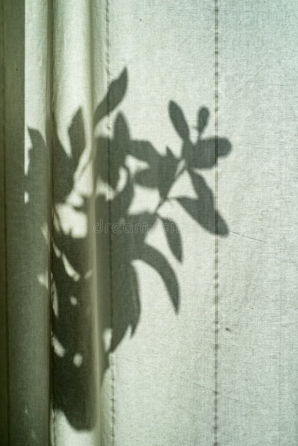 Tree Shadow Behind the Curtains Stock Photo - Image of detail, grunge ...