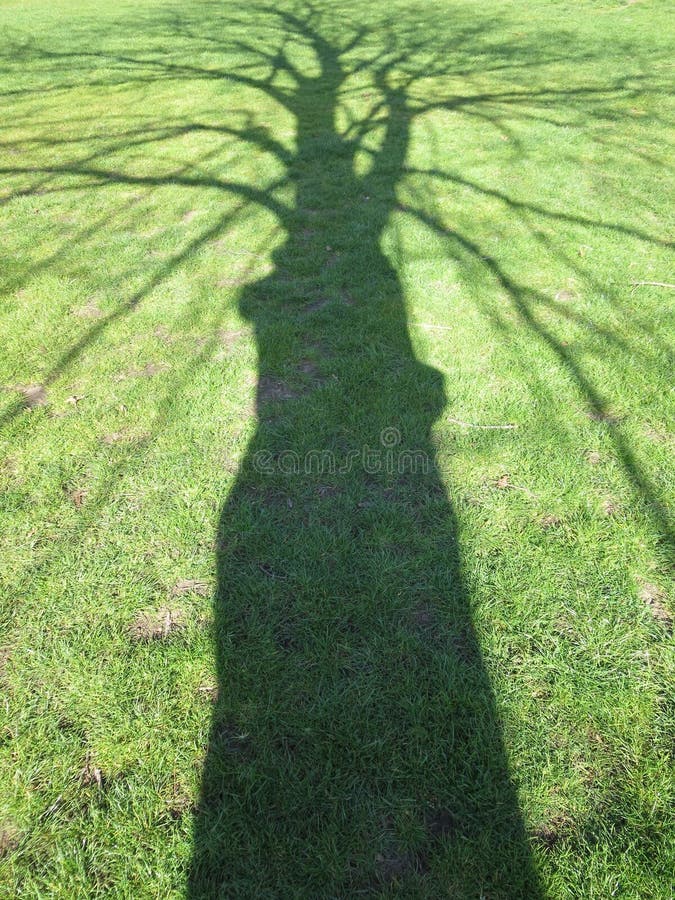 Tree shadow stock image. Image of grass, garden, shadow - 51198951
