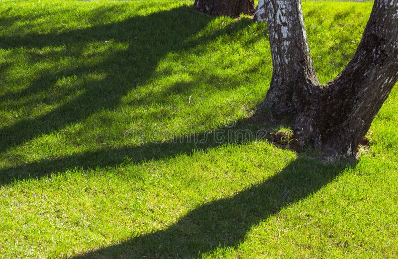 Tree Shadow Birch on Short Green Grass in Spring, Nature Stock Photo ...