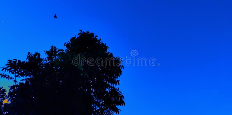 Tree Shadow Bird Baground Blue Sky Stock Photo - Image of bird, shadow ...