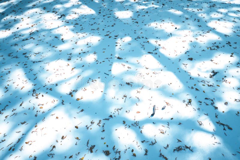 The Tree Shadow Cast on the Concrete Floor . Shadow of Tree on Ground ...