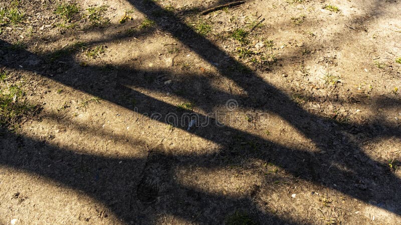 The Tree Shadow Cast on the Ground. Shadow of Tree on Earth Stock Image ...