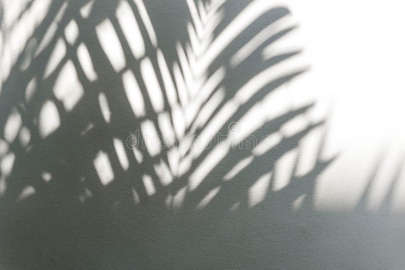 Tree Shadow on Concrete Wall Stock Image - Image of view, shadow: 187046407