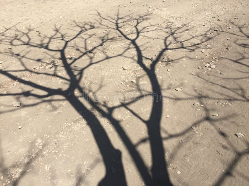 Tree shadow stock image. Image of isolation, fear, dead - 96568719
