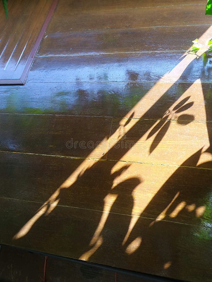 Tree Shadow and Sun Light on Wooden Window and Wall Stock Image - Image ...