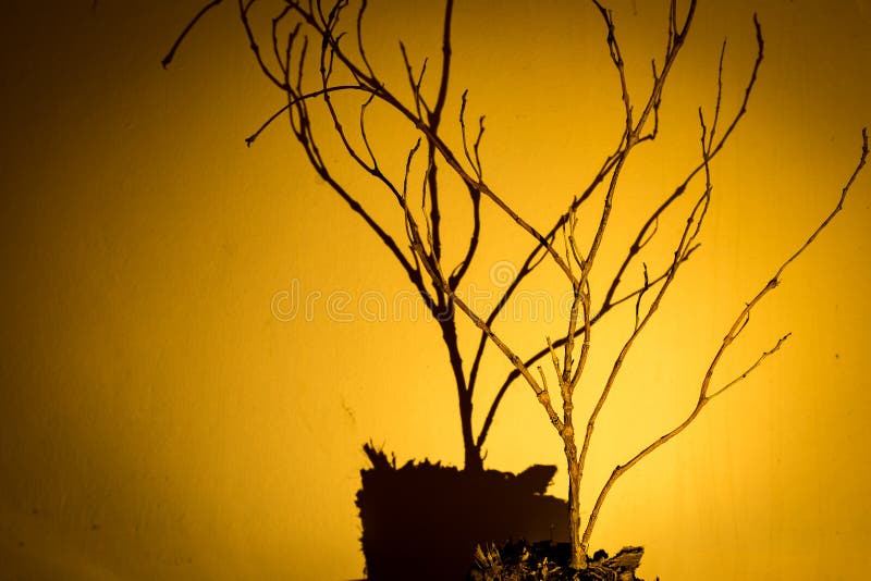 Tree with Shadow Effect Background Stock Image - Image of vintage, line ...