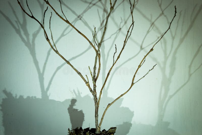 Tree with Shadow Effect Background Stock Photo - Image of texture ...