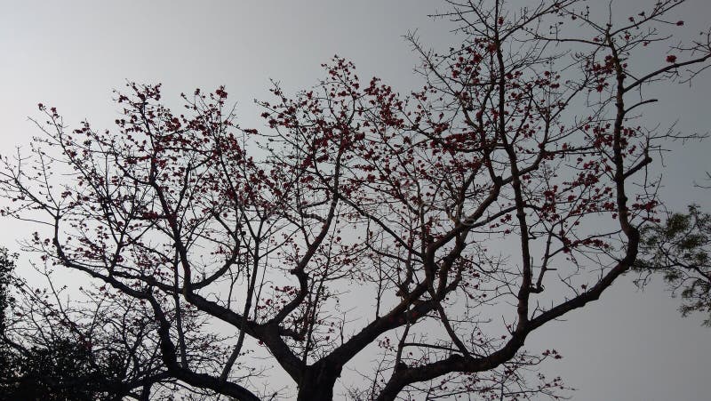 Tree shadow stock image. Image of tree, evening, shadow - 123663433