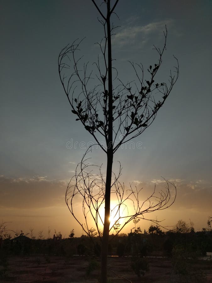 Tree Shadow stock image. Image of shade, branches, silhouette - 590313