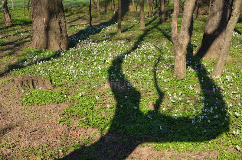 Tree shadow stock photo. Image of tree, scene, ground - 89808240