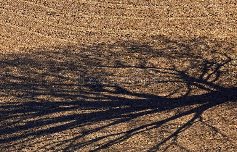 Tree Shadow Farm Field stock photo. Image of fresh, agricultural - 57292266