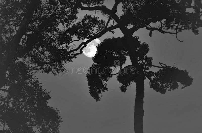 Tree Shadow and Full Moon in the Night Stock Image - Image of shadow ...
