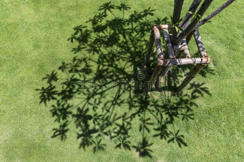 Tree shadow on grass stock image. Image of dappled, shape - 48050665