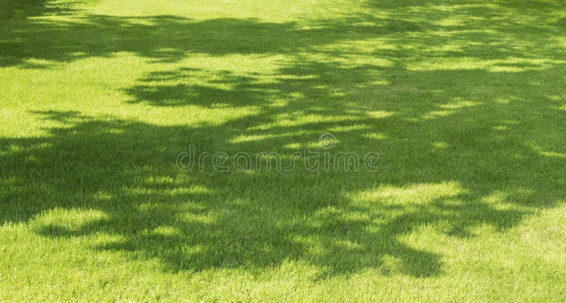 Tree shadow on grass stock photo. Image of background - 49998274