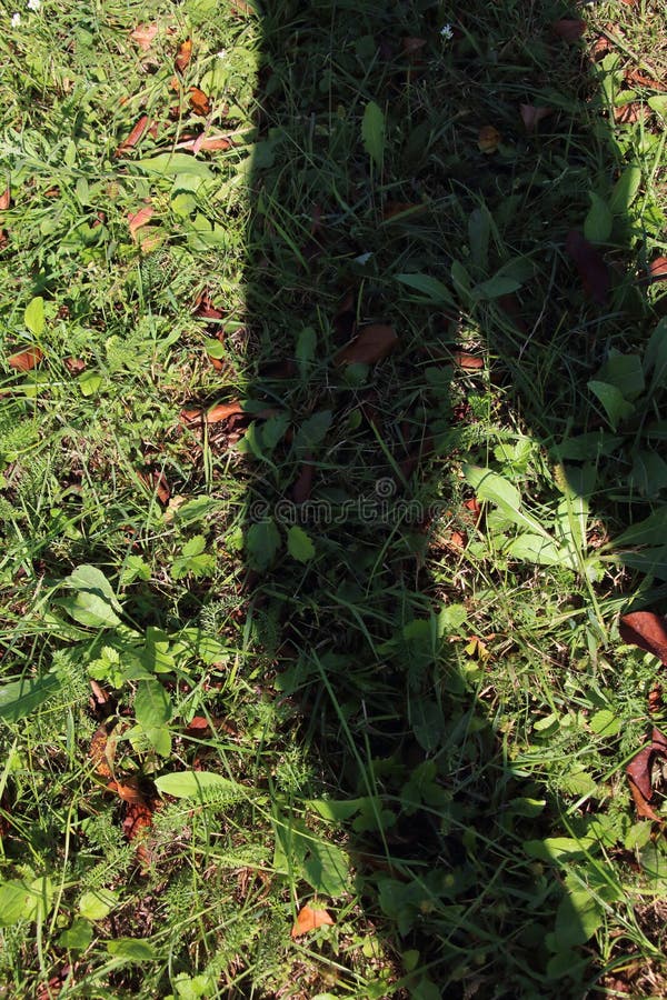 Tree shadow on grass stock photo. Image of ancient, rural - 76680362