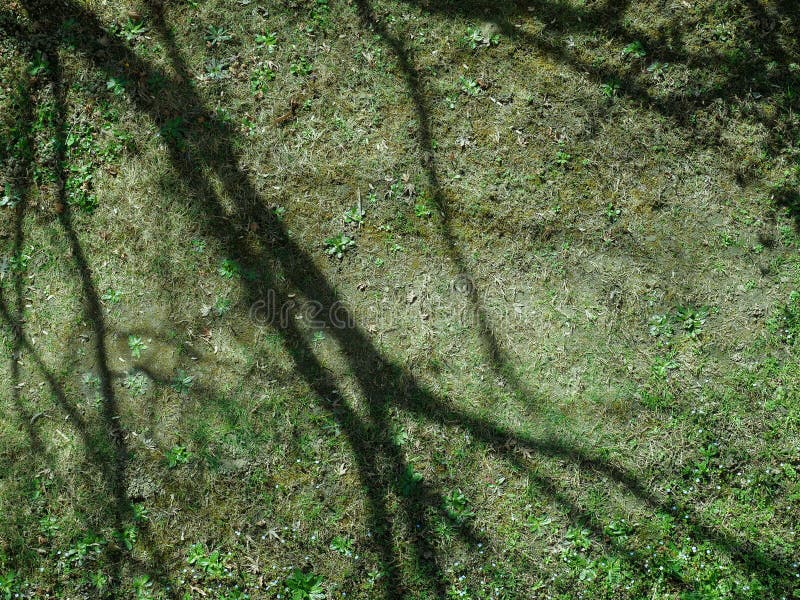 Tree shadow on grass stock photo. Image of wallpaper - 214423672