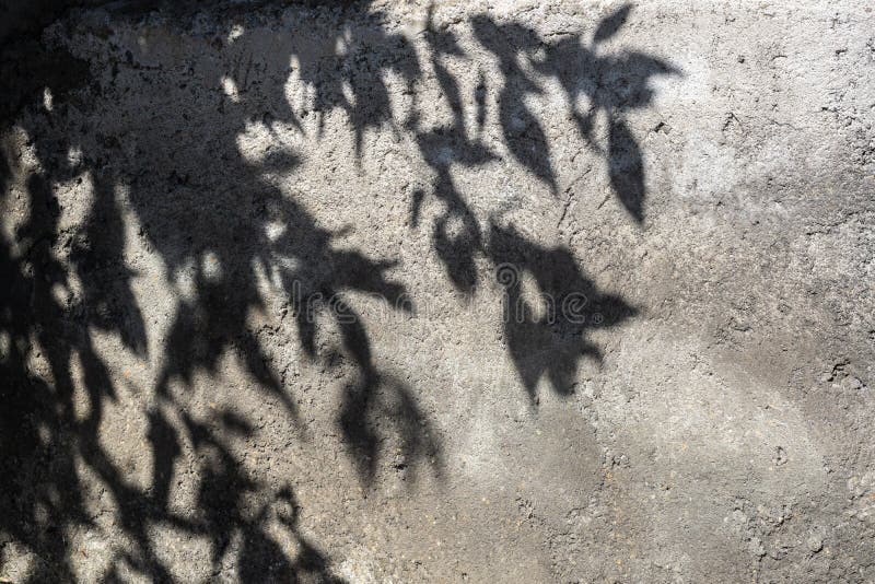 Shadow of Tree on Gray Concrete Wall Stock Image - Image of backdrop ...