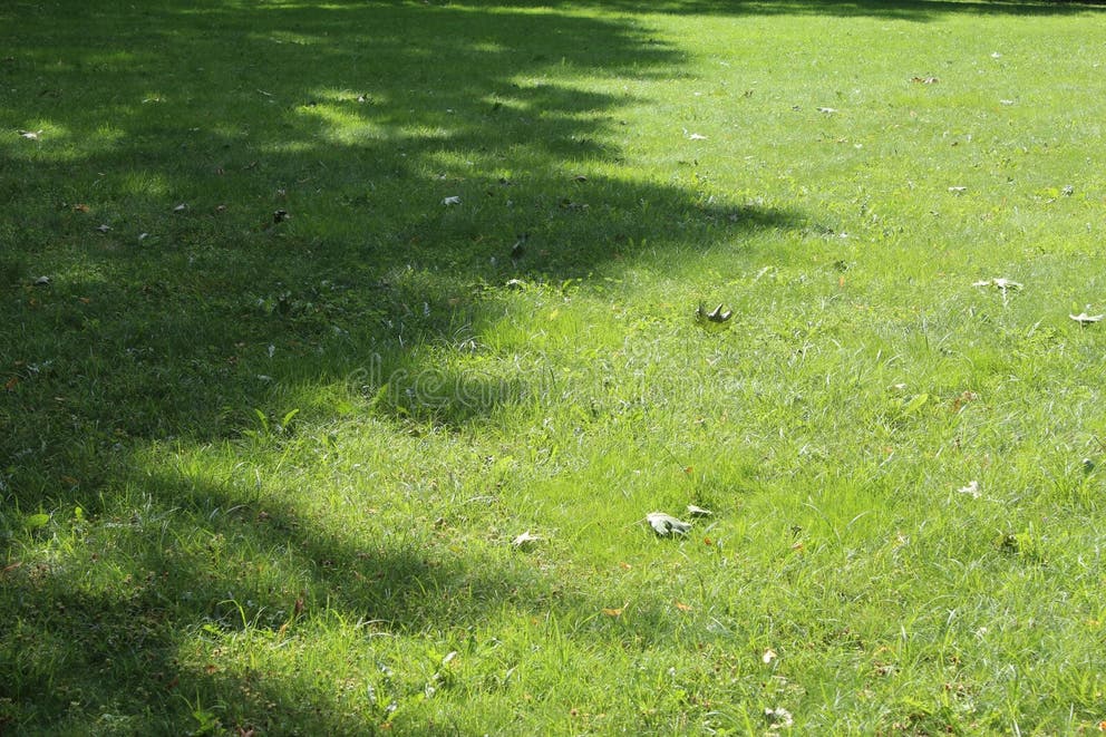 Tree shadow on green grass stock image. Image of plant - 287225287