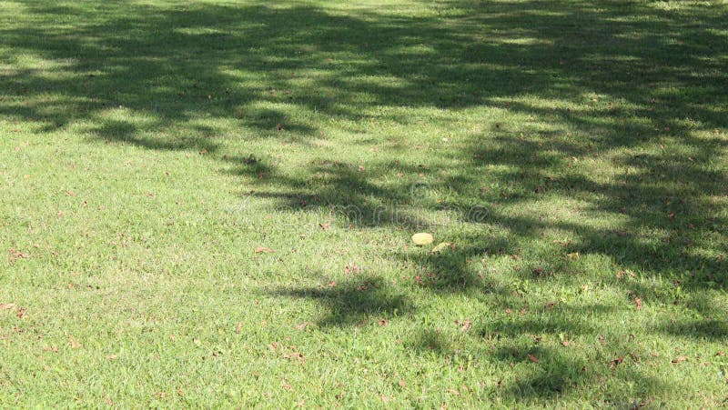 Tree shadow on green grass stock photo. Image of family - 289493188