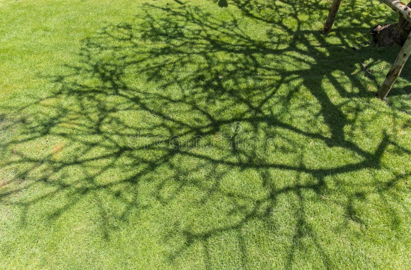 Tree shadow stock photo. Image of meadow, lush, leaf - 48050532