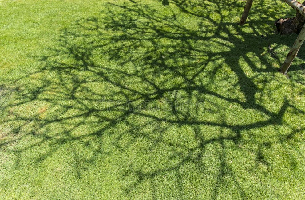 Tree shadow stock photo. Image of meadow, lush, leaf - 48050532