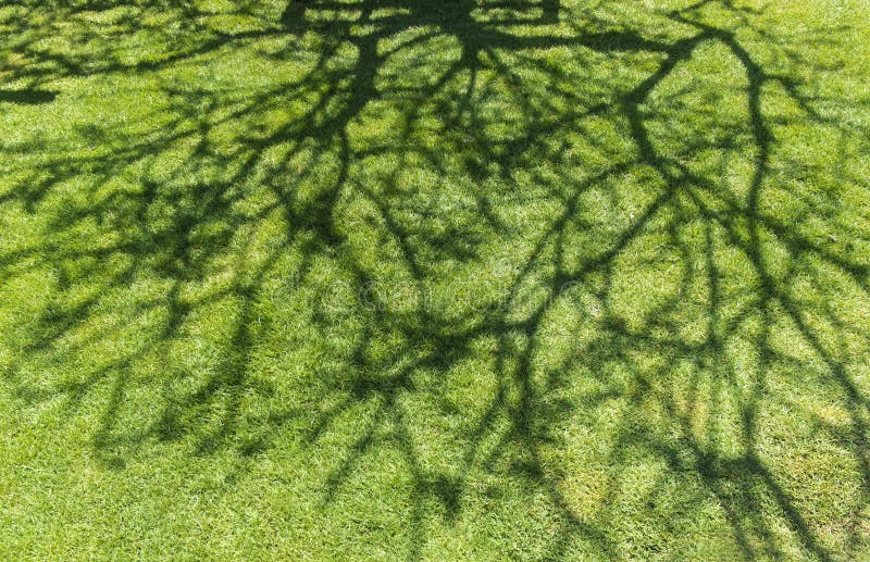 Tree shadow on grass stock photo. Image of background - 49998274