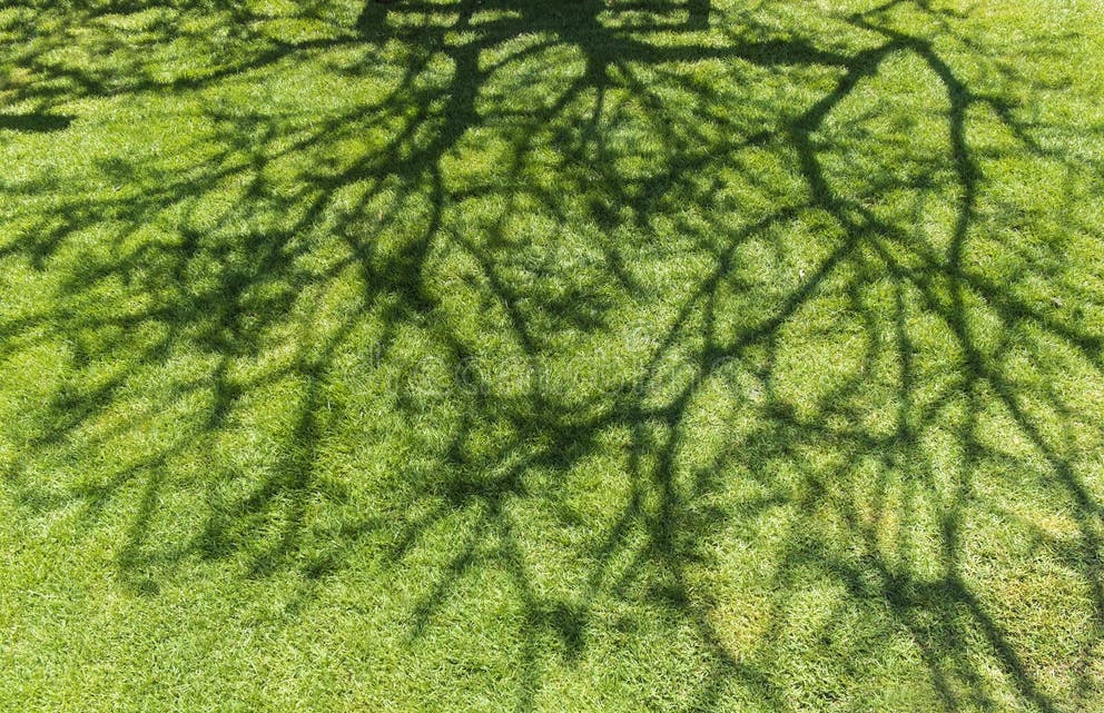 Tree shadow stock image. Image of grass, dense, reflection - 48050535