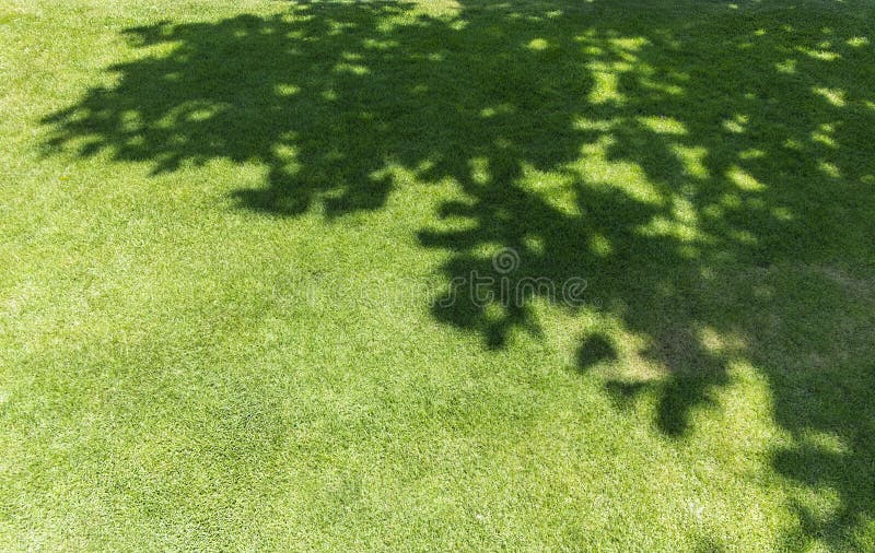 Tree shadow on grass stock photo. Image of background - 49998274