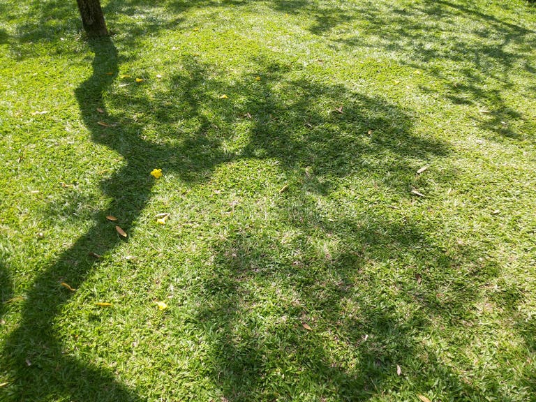 Tree Shadow on the Green Grass Stock Image - Image of sunny, grass ...