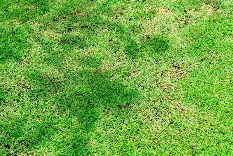 Tree Shadow on Green Grass Floor in the Park Stock Image - Image of ...