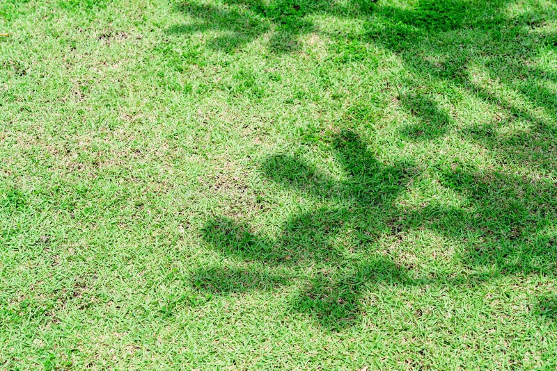 Tree Shadow on Green Grass Floor in the Park Stock Photo - Image of ...