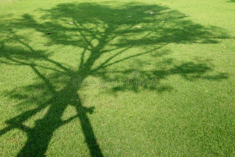 Tree shadow on green grass stock photo. Image of shadow - 169043994