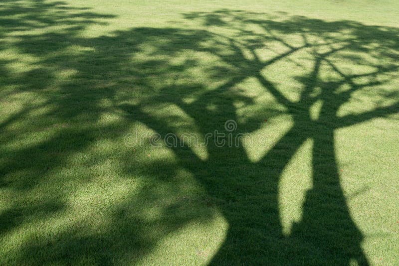 Tree shadow on green grass stock photo. Image of seasonal - 169043996