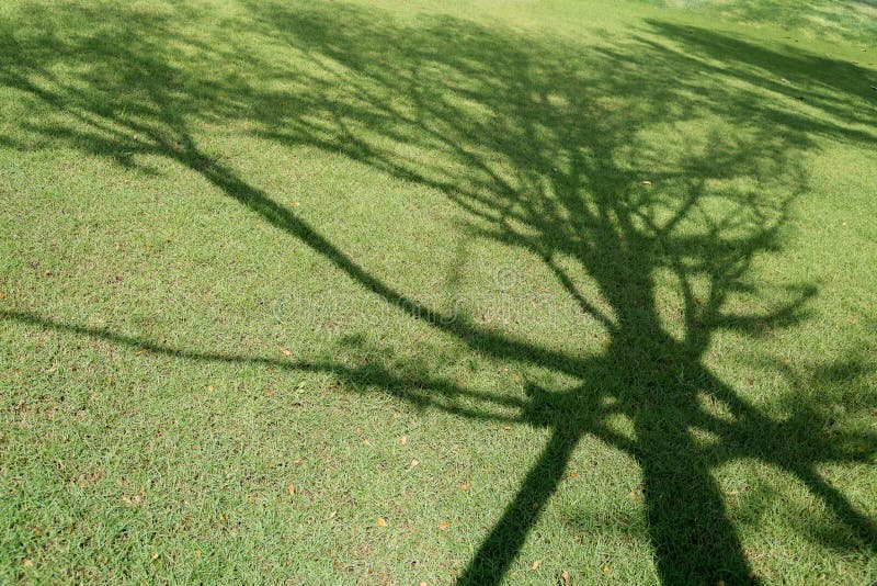 Tree shadow on green grass stock photo. Image of shadow - 169043994