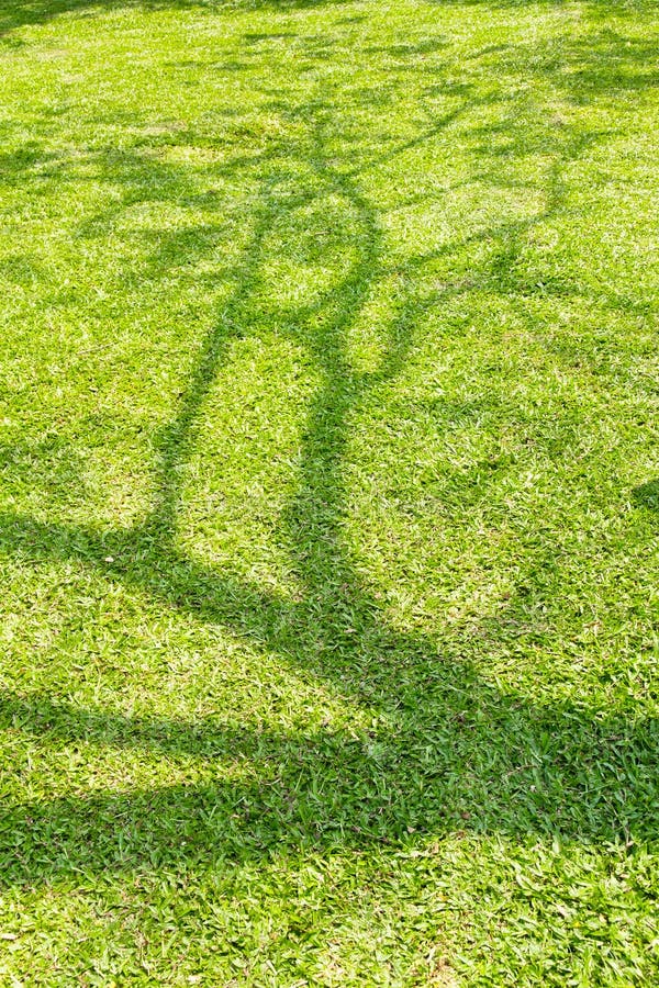 Tree shadow on green grass stock photo. Image of shadow - 83318684