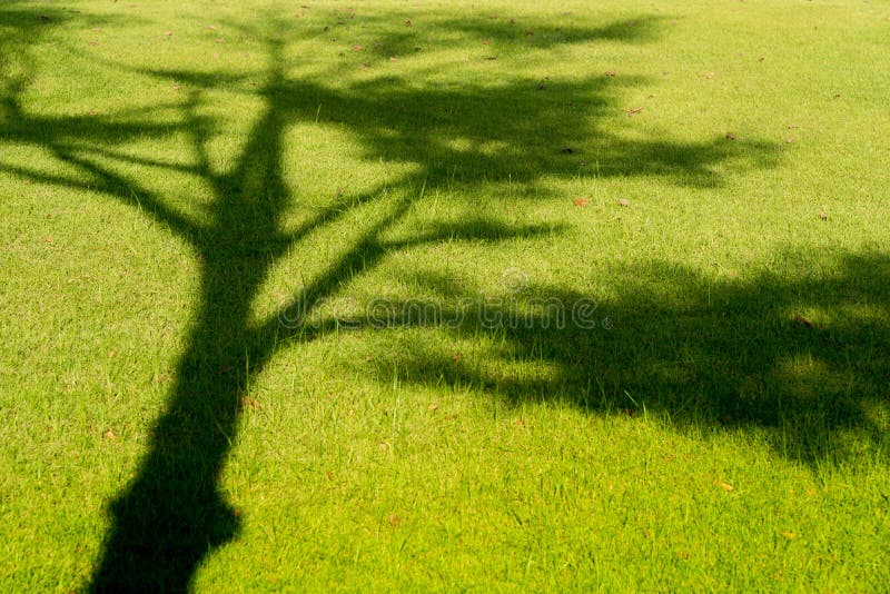 Tree shadow on green grass stock photo. Image of seasonal - 169043996