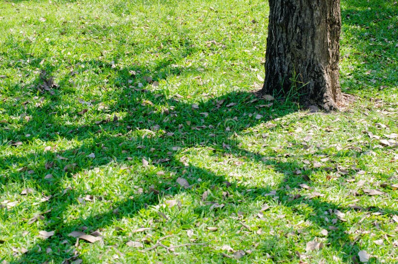 Tree Shadow on Green Lawn. stock photo. Image of landscape - 189054582