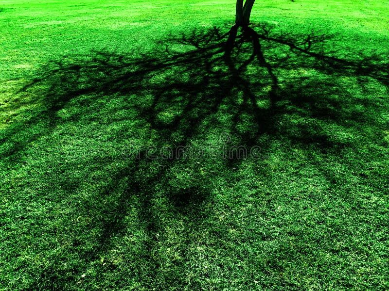 Tree Shadow on Green Lush Grass Stock Image - Image of backlit, leafy ...