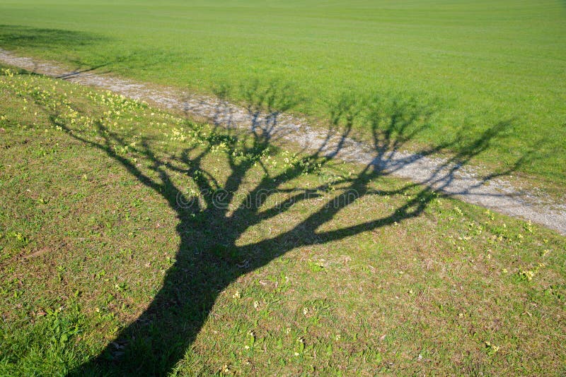 Tree Shadow at the Green Meadow Stock Image - Image of outdoors ...