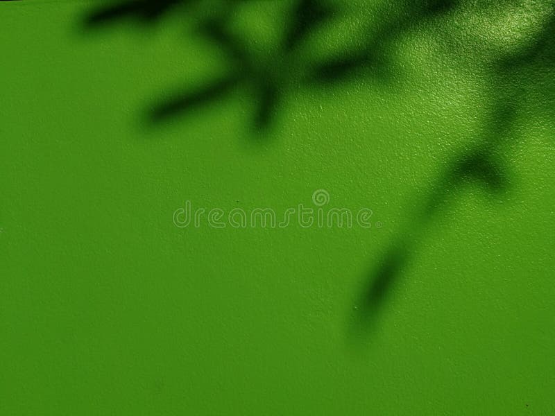 Tree Shadow on Green Wall Background. Copy Space on the Wall. Stock ...