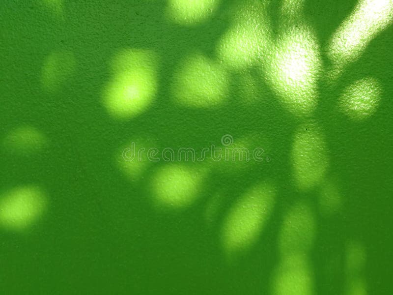 Tree Shadow on Green Wall Background. Copy Space on the Wall. Stock ...