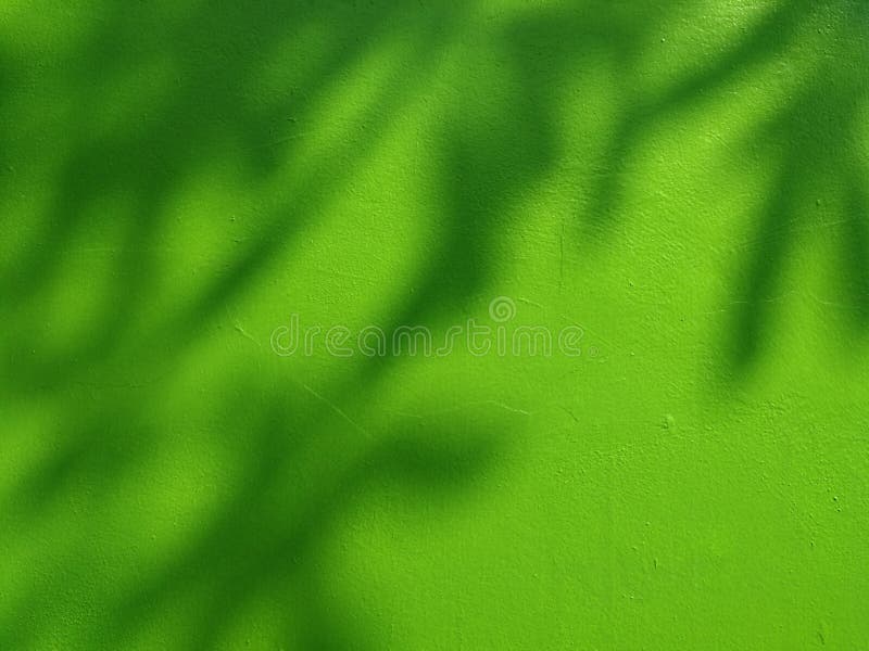 Tree Shadow on Green Wall Background and Copy Space for Your Work ...