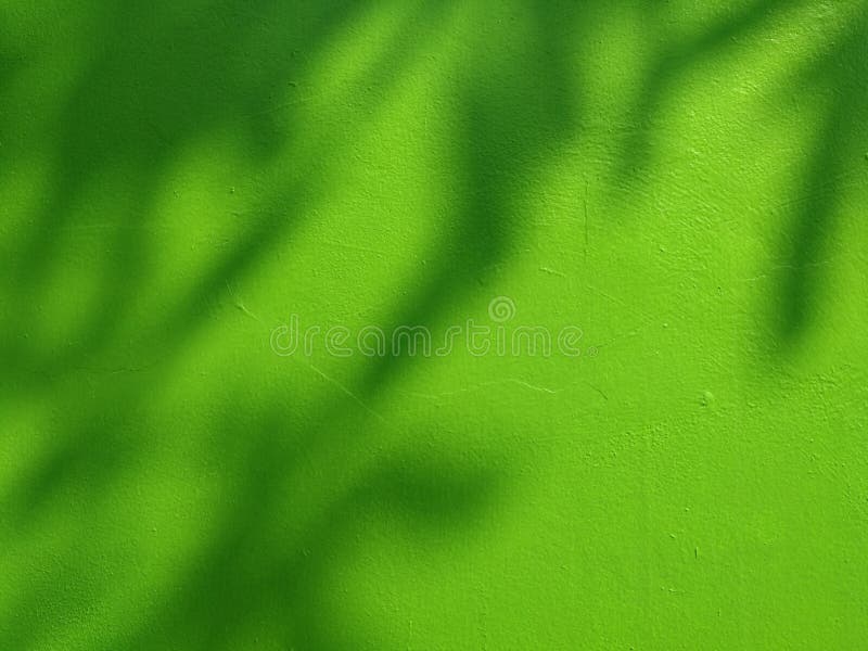 Tree Shadow on Green Wall Background and Copy Space for Your Work ...